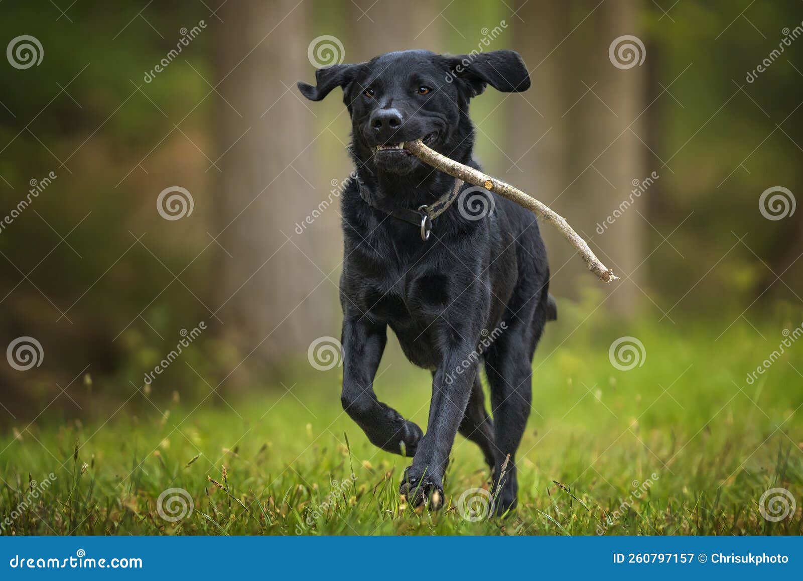 Black Labrador Running in a Forest with a Stick Stock Image - Image of ...
