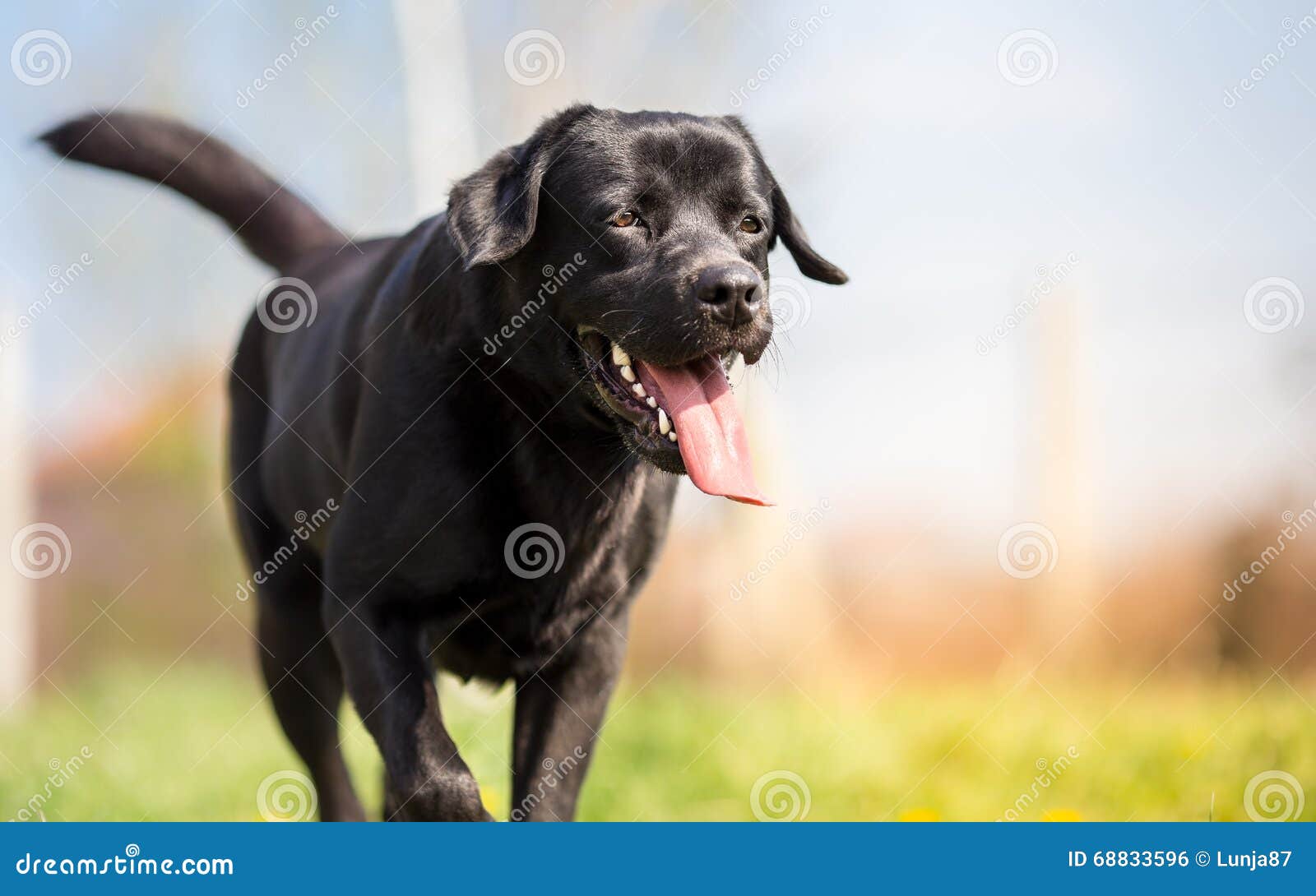 Black labrador running stock photo. Image of active, outside - 68833596