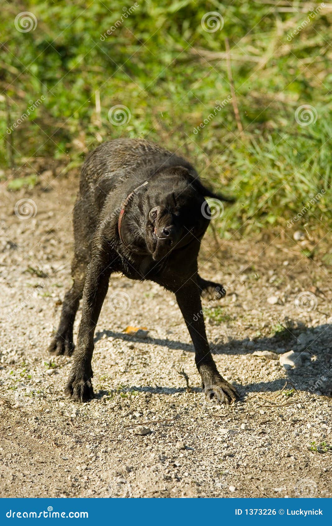 Black Labrador Shake Picture. Image: 1373226