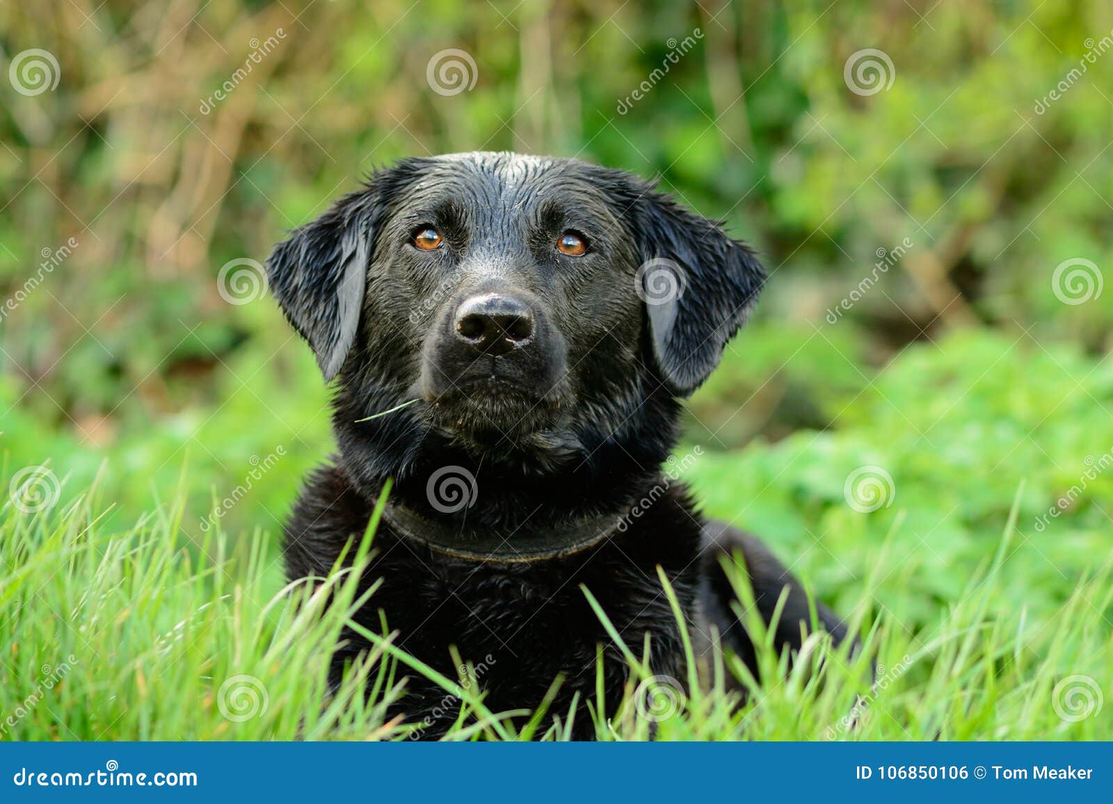 Black Labrador Sitting in a Field Stock Photo - Image of view, mammal ...
