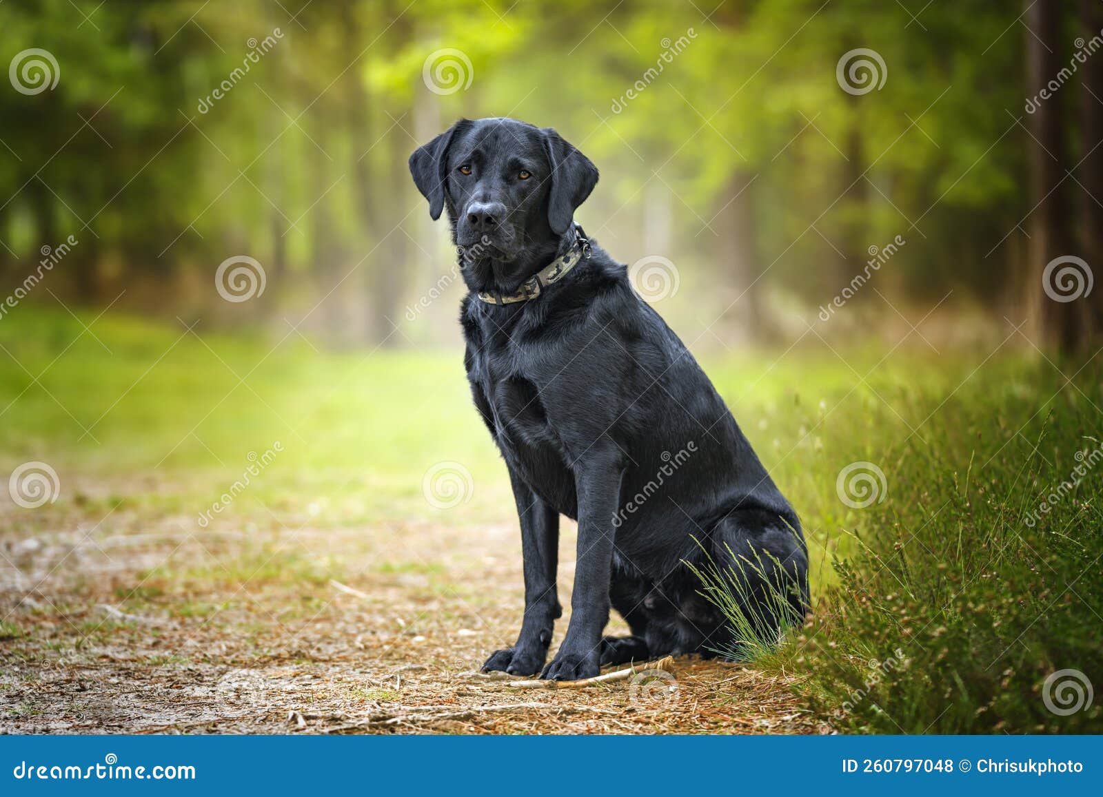 Black Labrador Sitting in the Forest and Looking at the Camera with ...