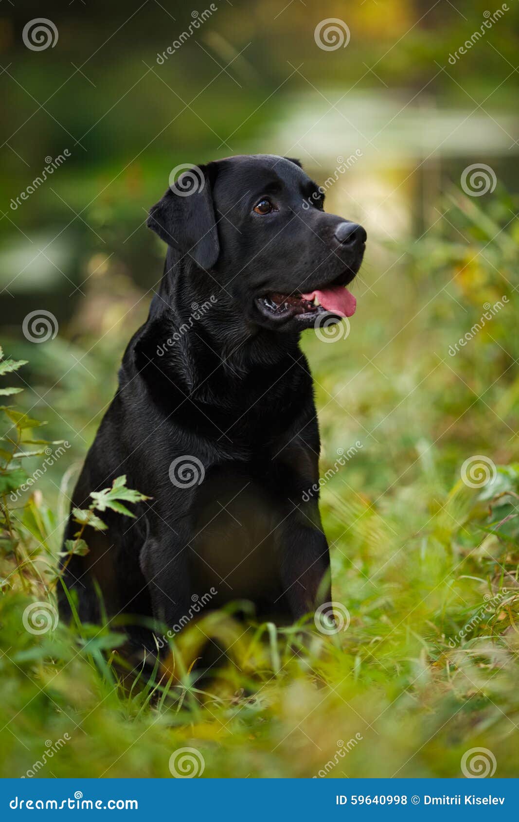 Black Labrador Sitting In The Grass Stock Photo - Image: 59640998