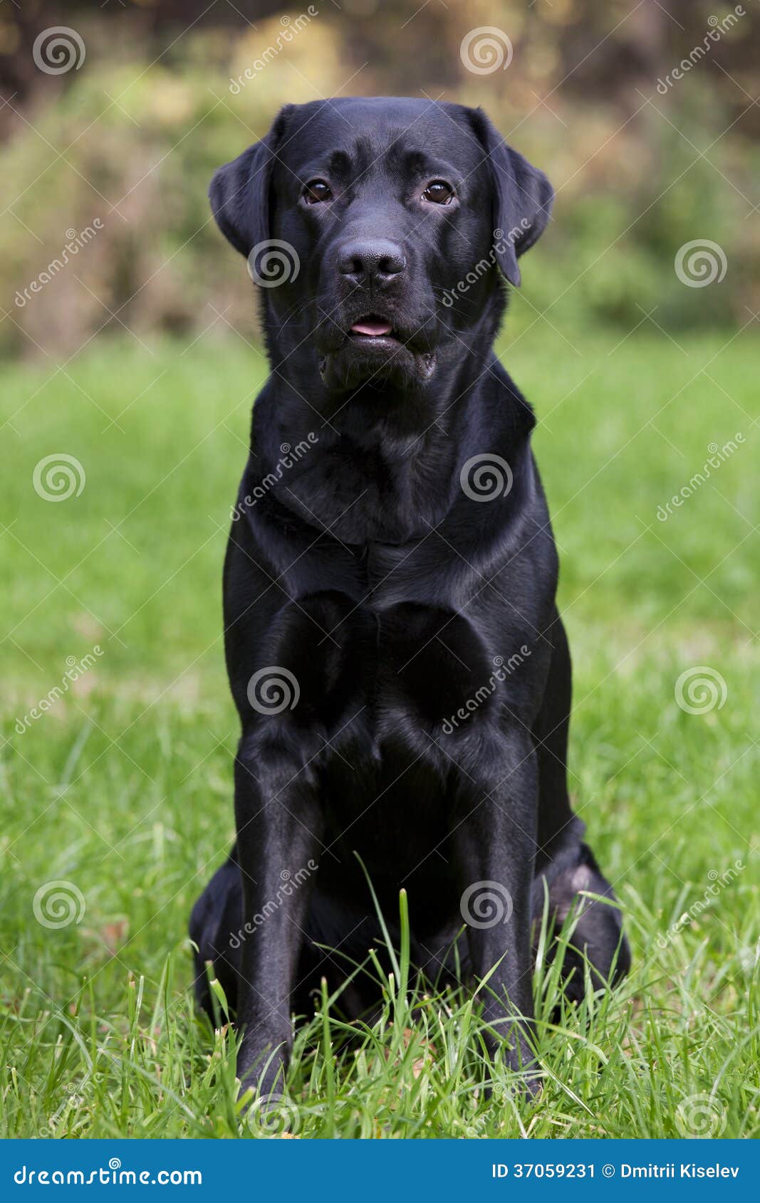 Black Labrador Sitting on Green Grass Stock Image - Image of companion ...