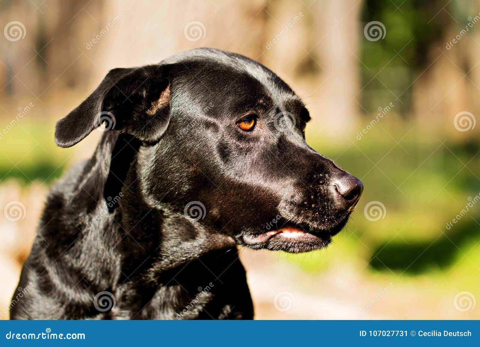 Black Labrador Sitting Outside in the Sun Stock Image - Image of pets ...