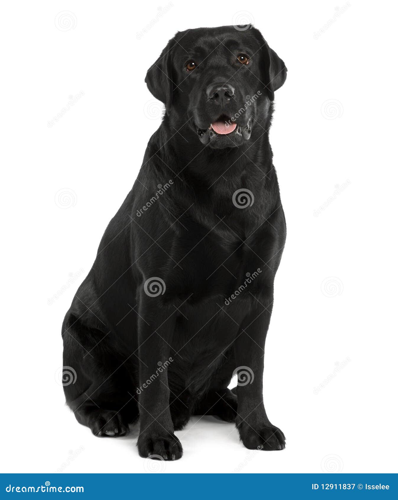 Black Labrador Retriever