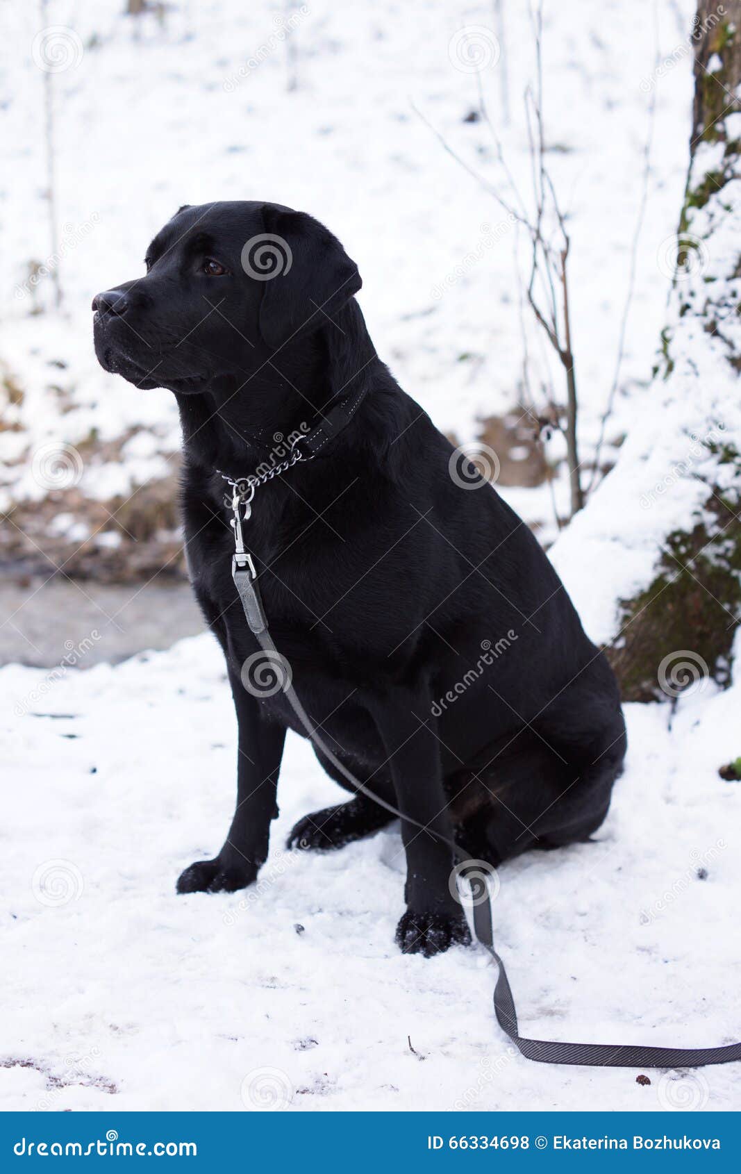 Black Labrador Sitting in the Snow. Stock Photo - Image of cold, frozen ...