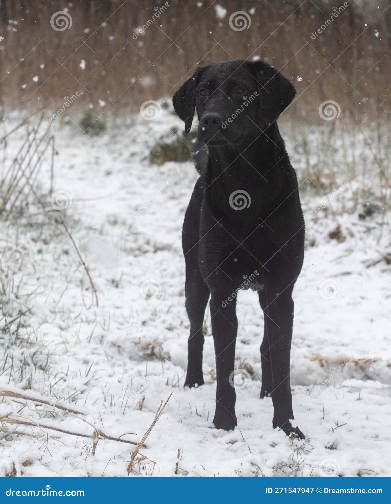 Black labrador in the snow stock image. Image of snow - 271547947
