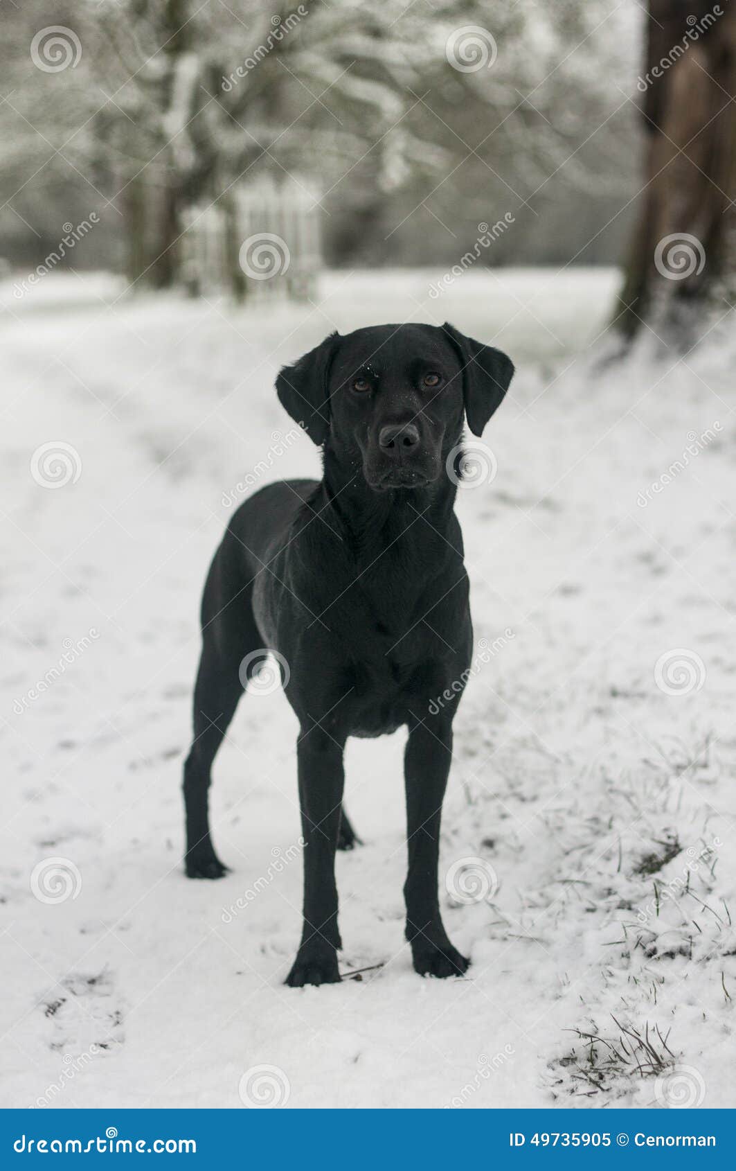 Black labrador in the snow stock image. Image of retriever - 49735905