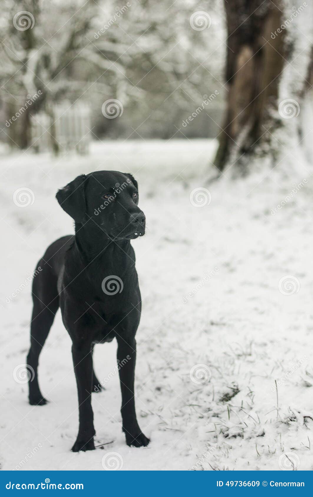 Black labrador in the snow stock image. Image of outdoors - 49736609