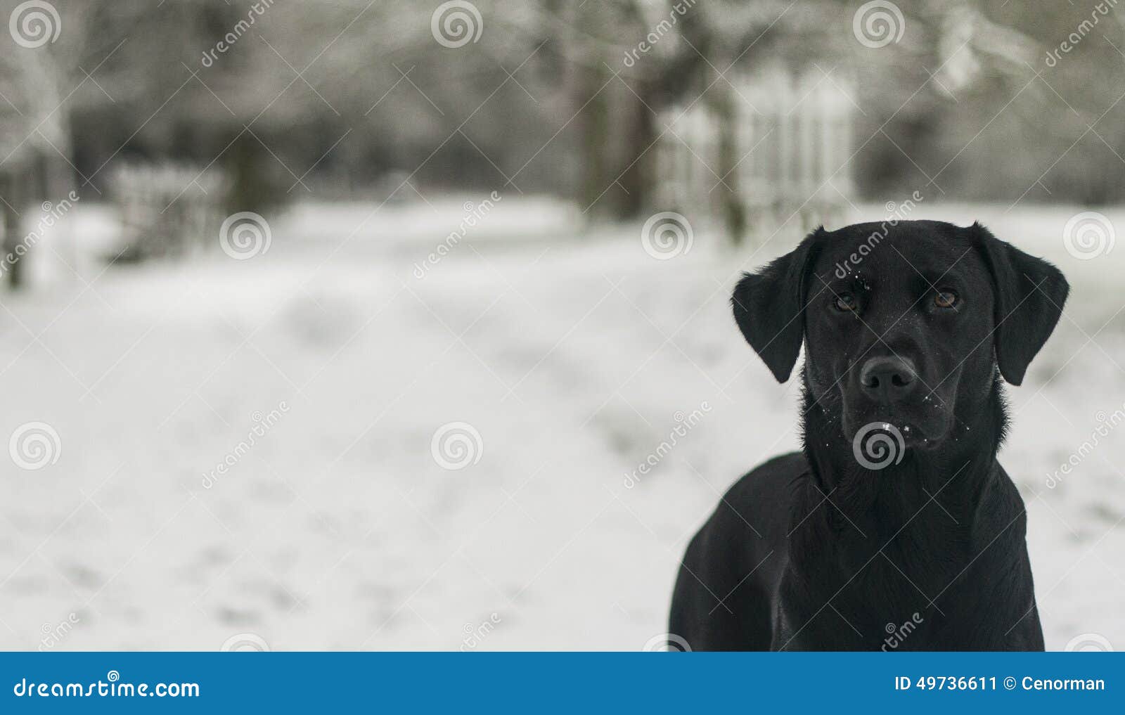 Black labrador in the snow stock image. Image of young - 49736611