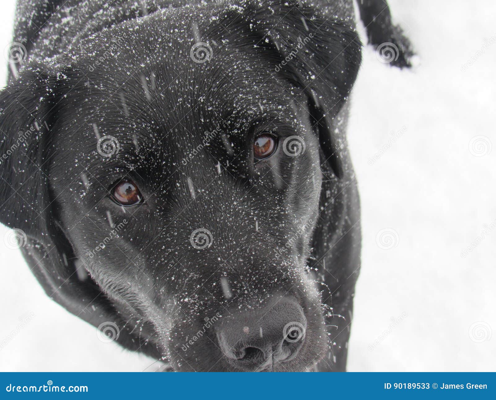 Black Labrador in Snow stock image. Image of contrast - 90189533