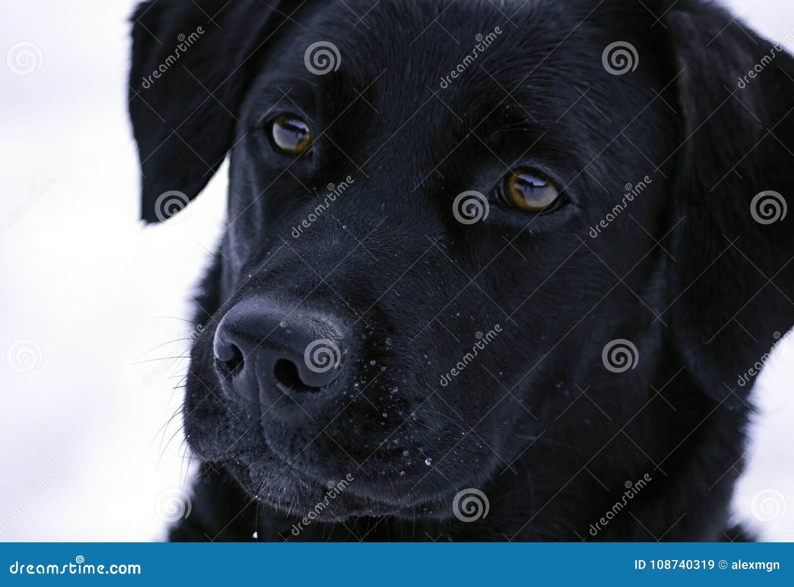 Black labrador in the snow stock image. Image of face - 108740319