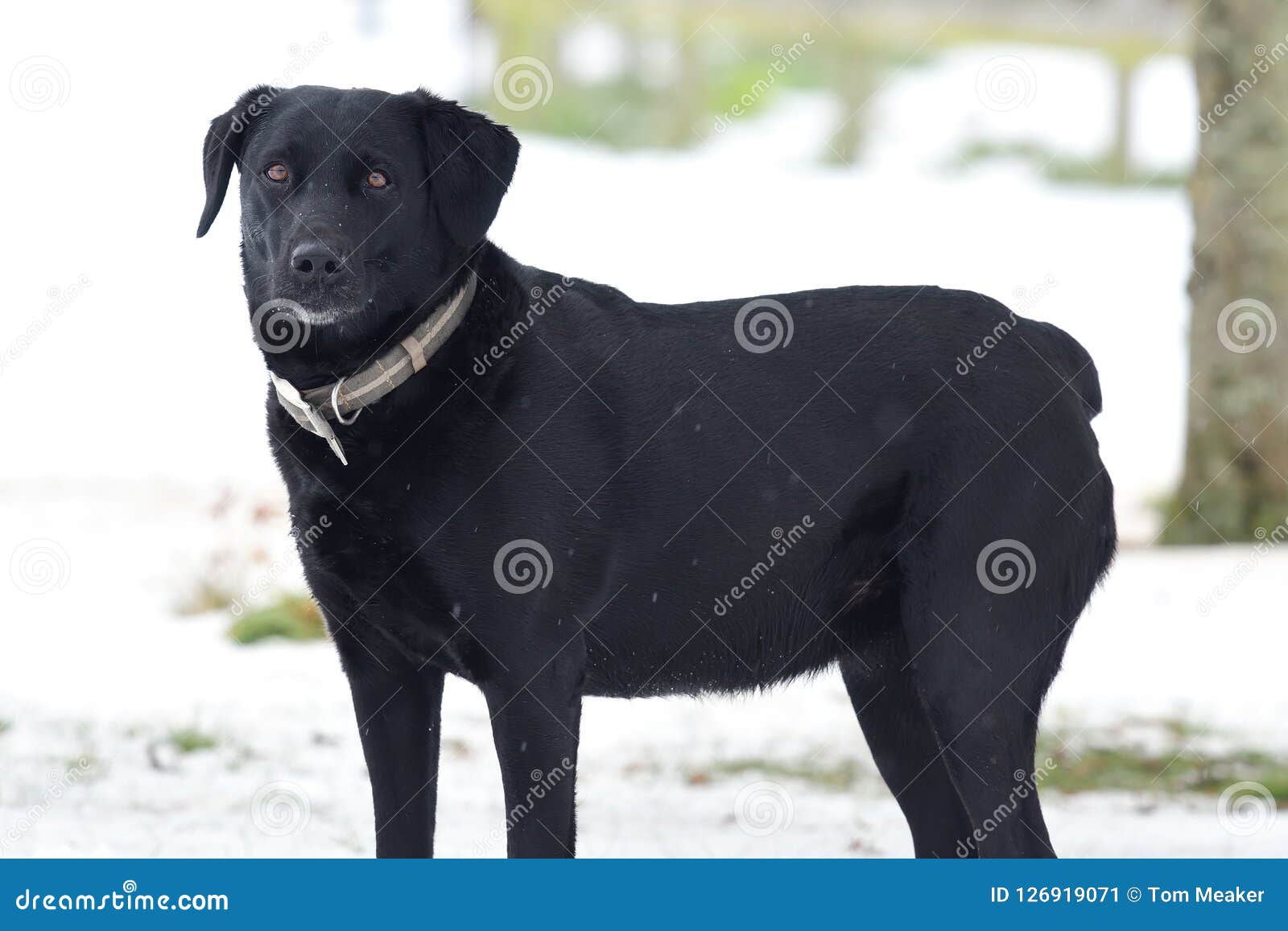 Black Labrador in the snow stock image. Image of retriever - 126919071