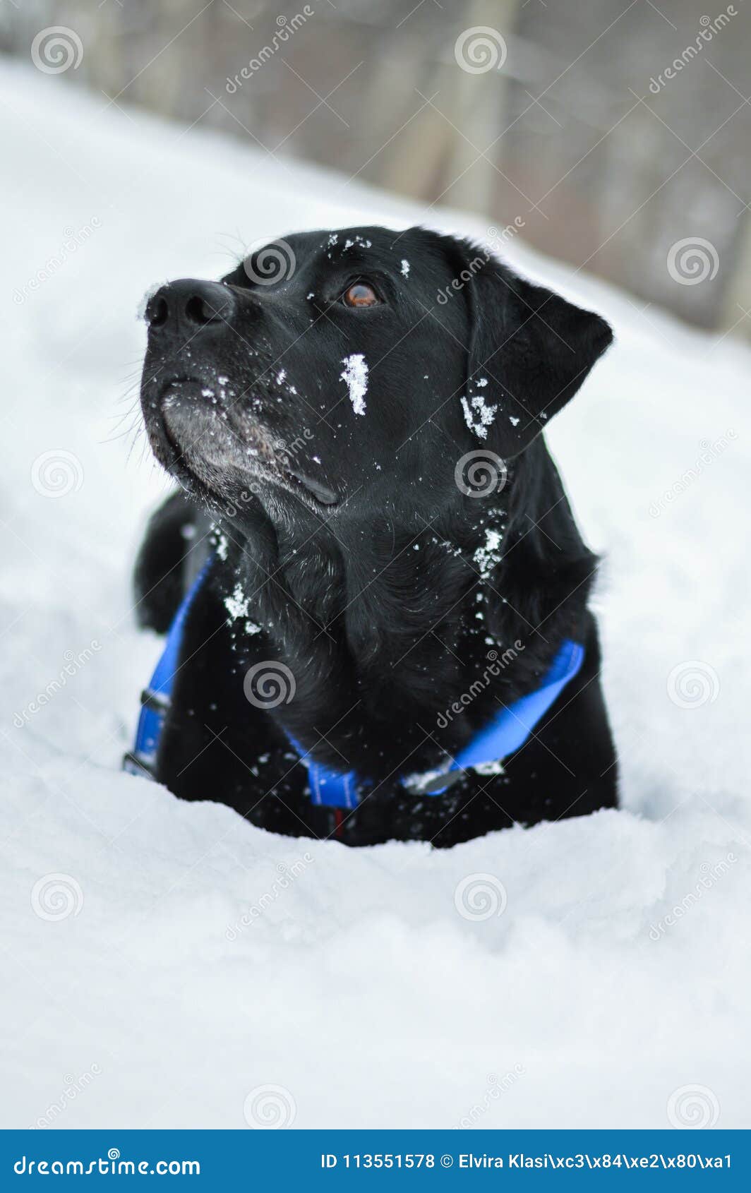 Labrador in the snow stock photo. Image of animal, canine - 113551578