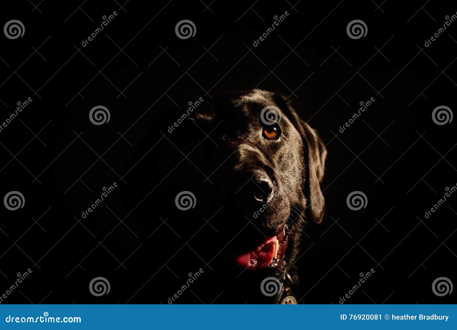 Black Labrador stock image. Image of setup, studio, contrast - 76920081
