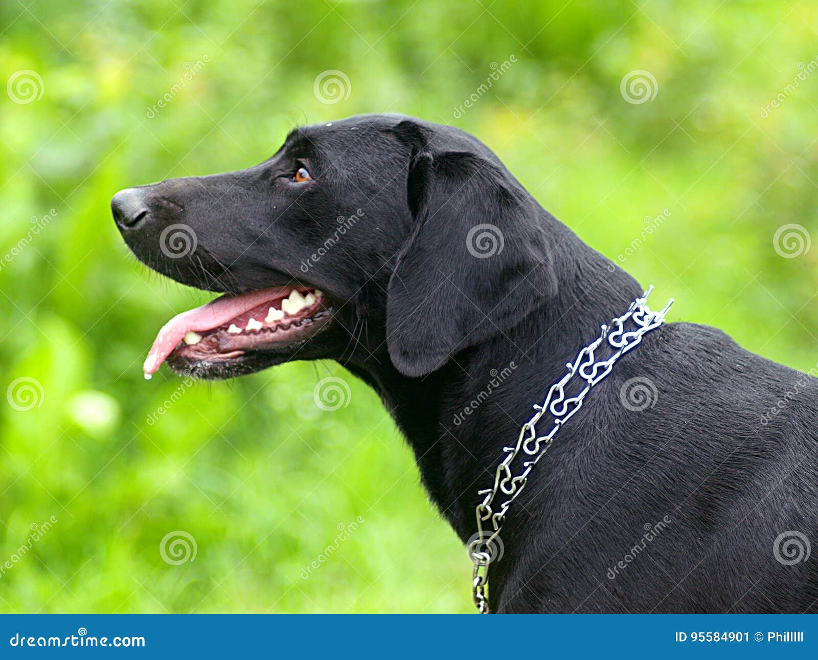 Black Labrador Tiredly Looks Stock Image - Image of head, mouth: 95584901