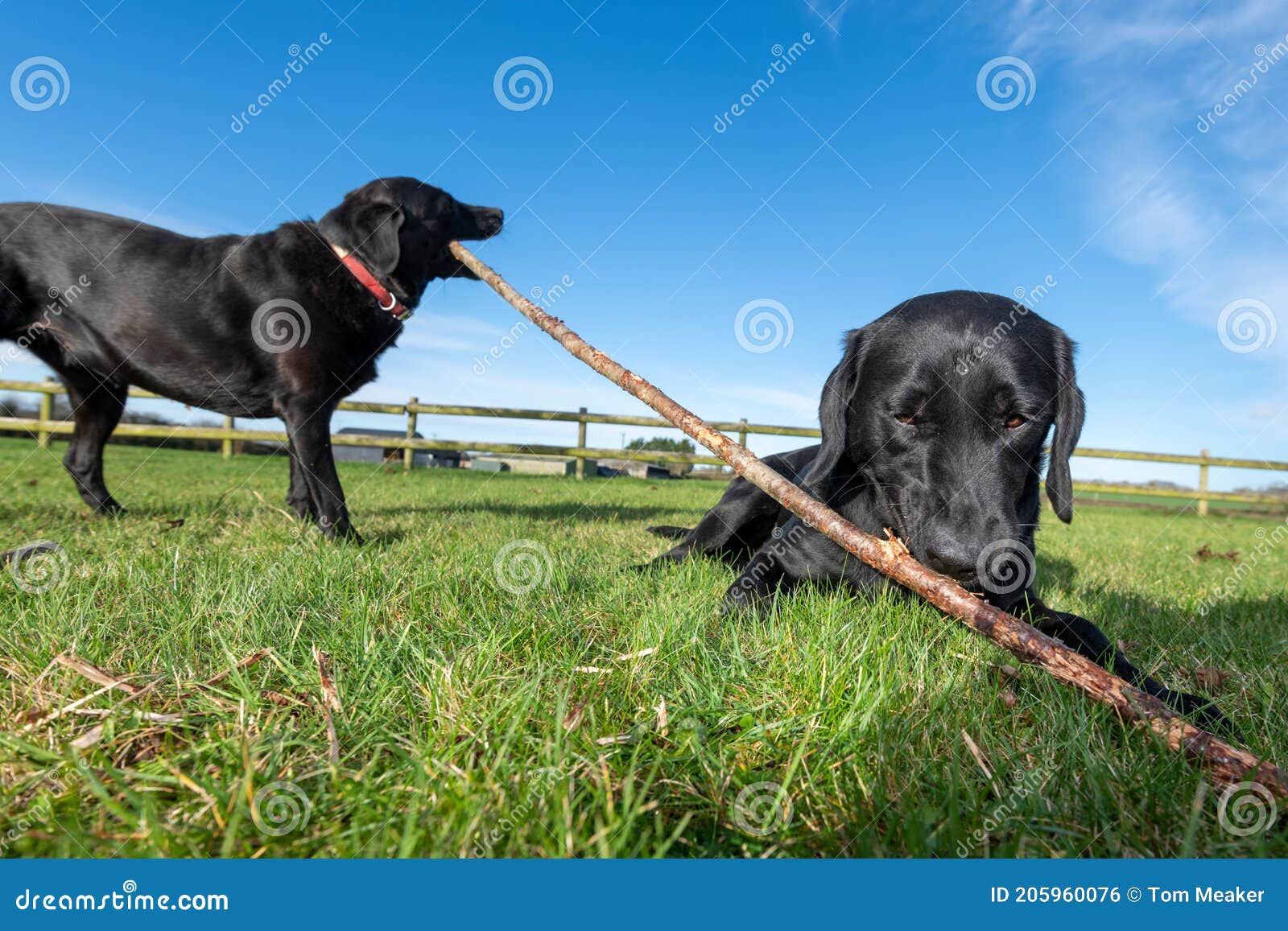 Black Labrador stock photo. Image of angle, outdoor - 205960076