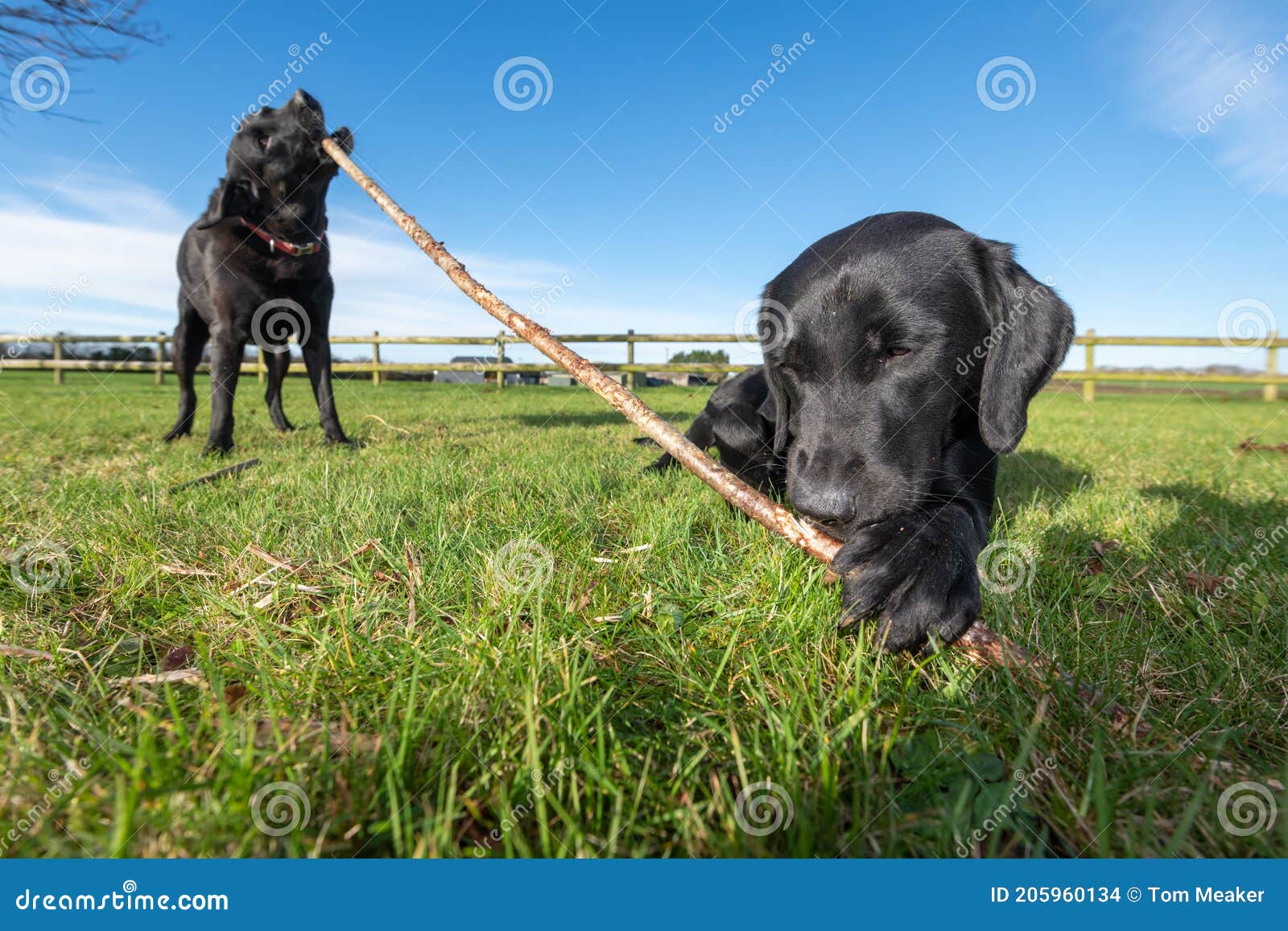 Black Labrador stock photo. Image of happy, happiness - 205960134