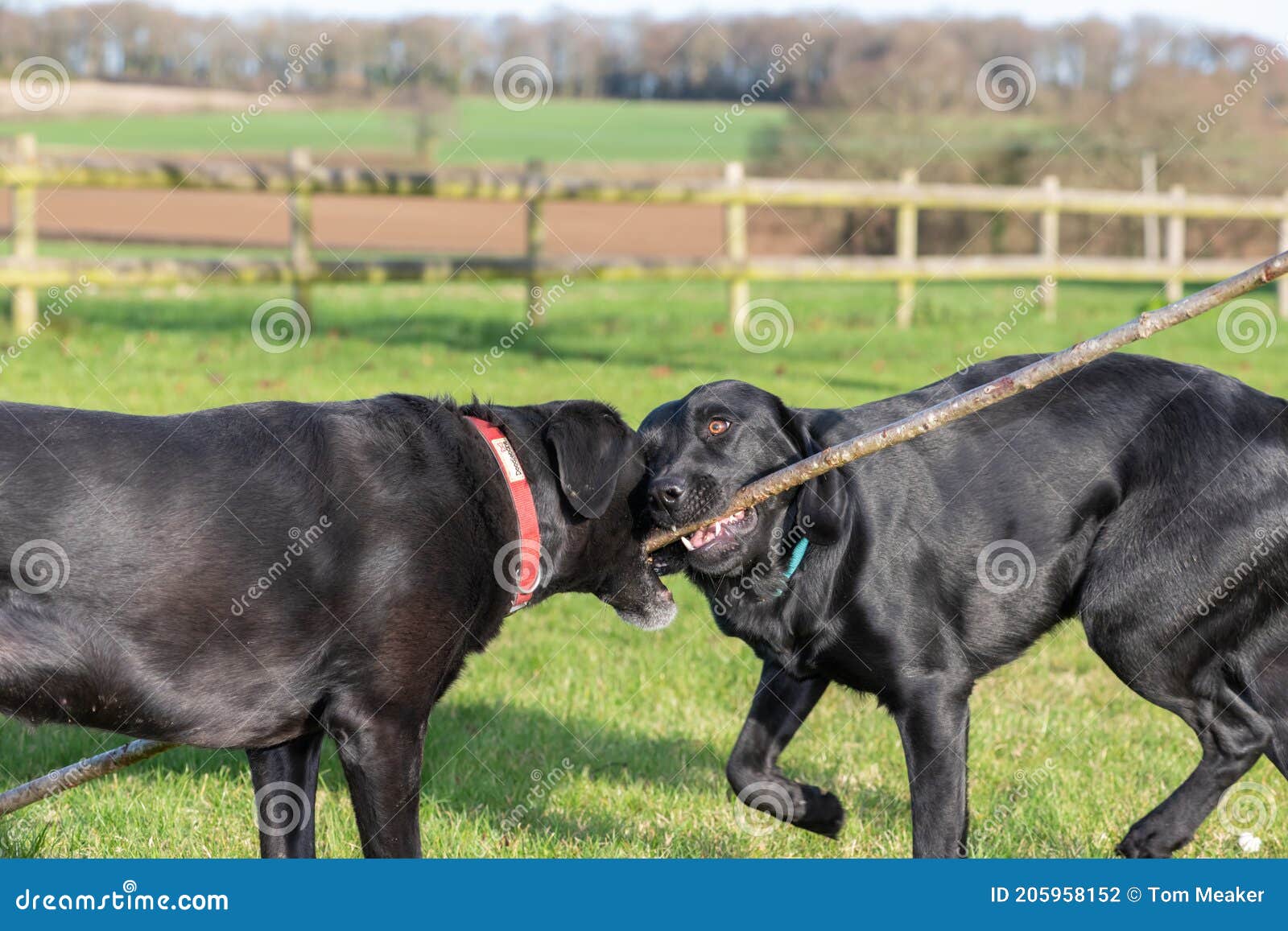 Black Labrador stock photo. Image of happy, pedigree - 205958152