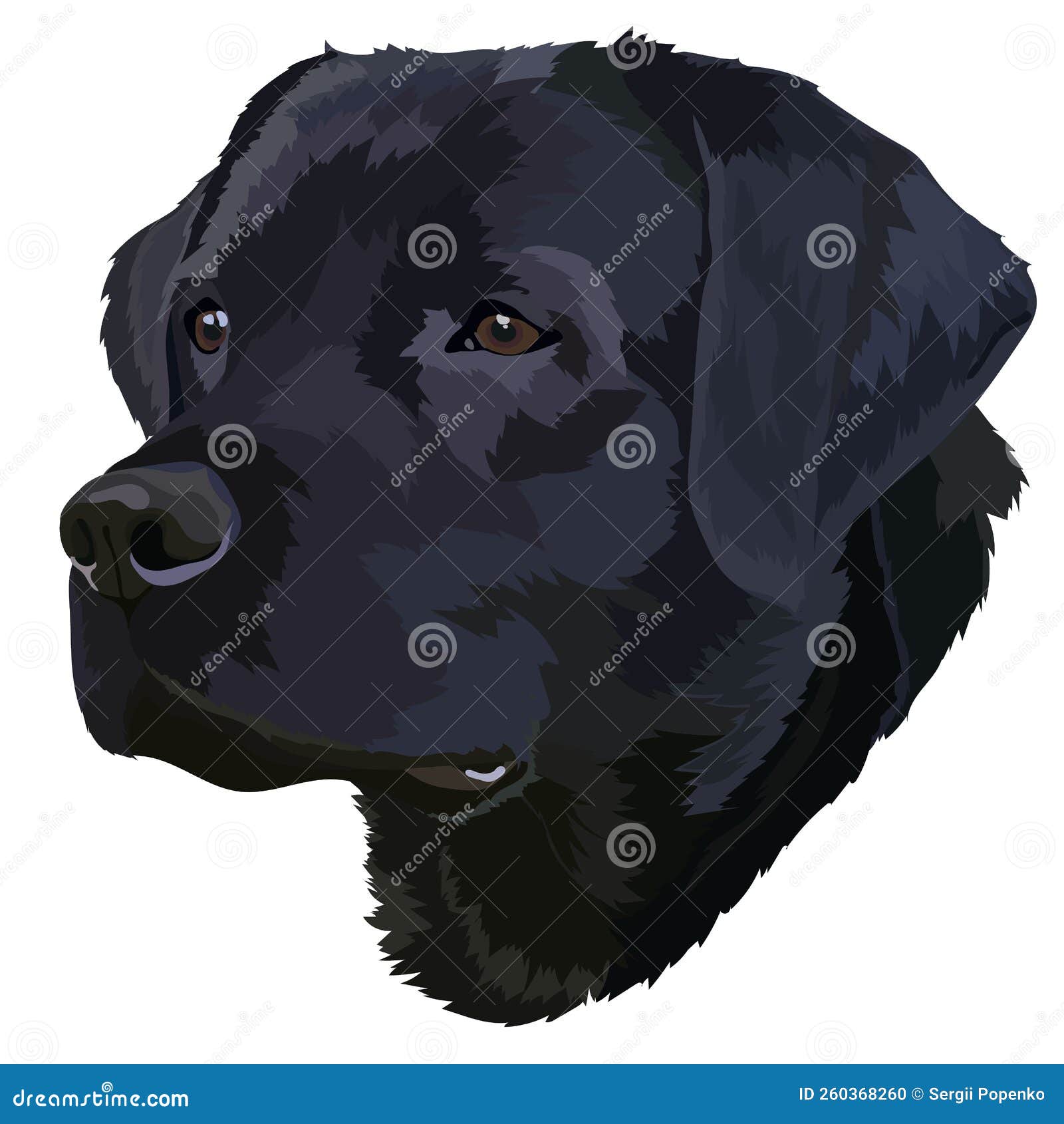 Black Labrador Vector.Portrait of a Dog 1 Stock Vector - Illustration ...