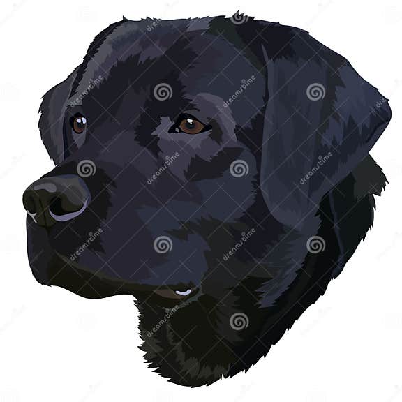 Black Labrador Vector.Portrait of a Dog 1 Stock Vector - Illustration ...