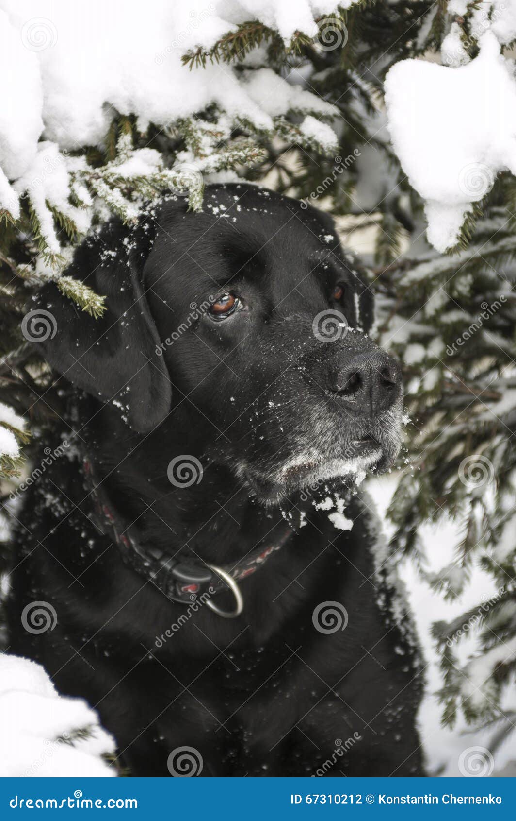 Black Labrador in the Winter Stock Photo - Image of outdoor, brown ...
