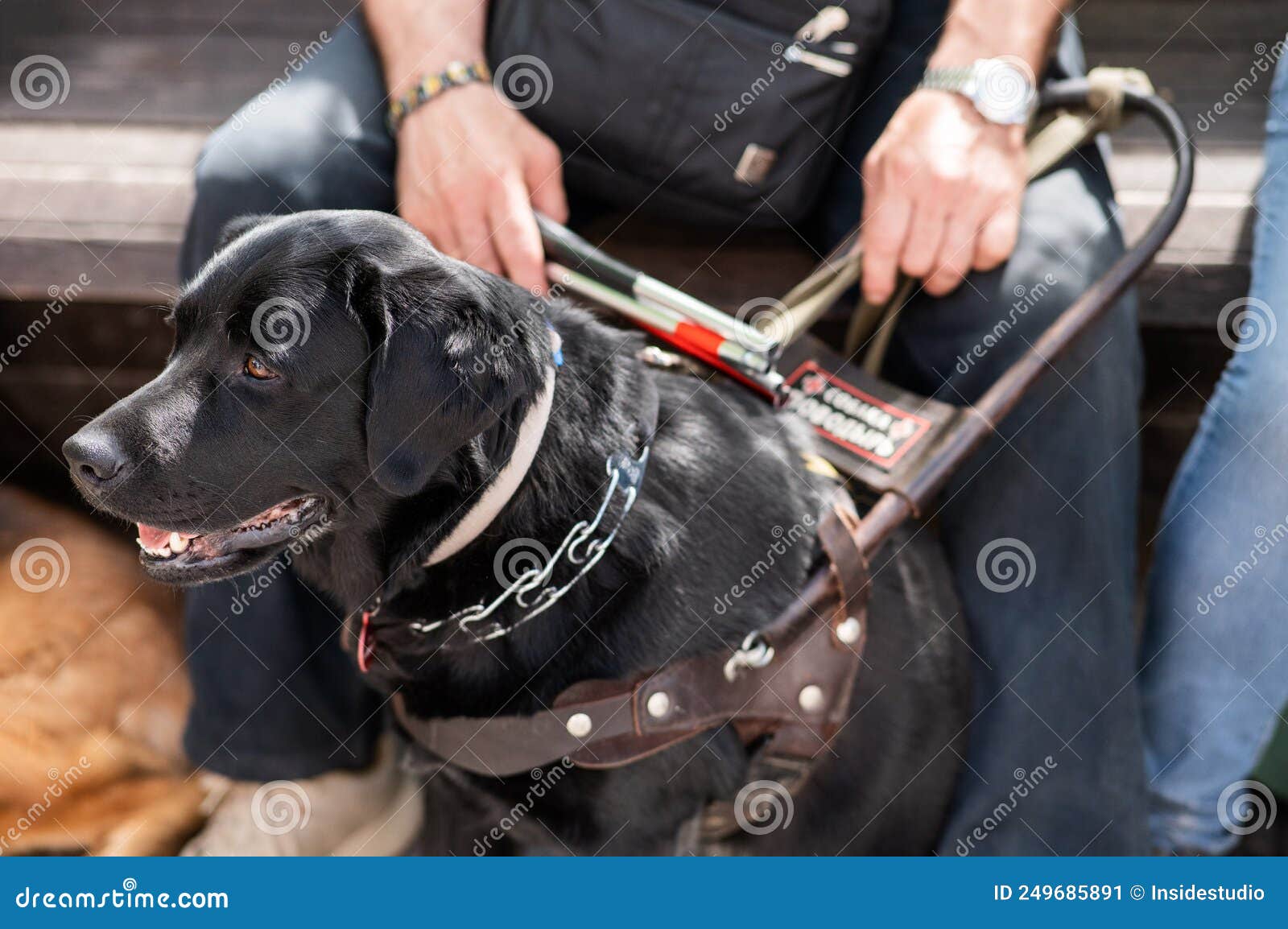 Black Labrador Working As a Guide Dog for a Blind Man. Stock Image ...