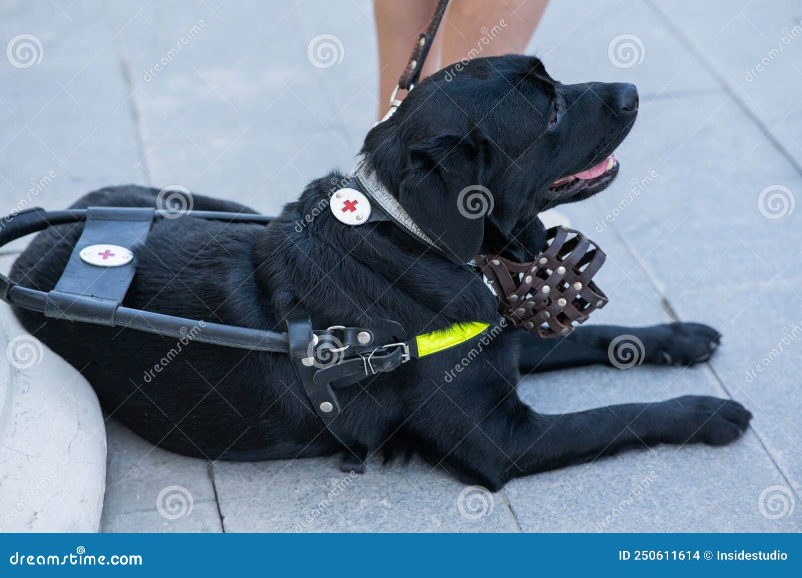 Black Labrador Working As a Guide Dog for a Blind Woman. Stock Photo ...