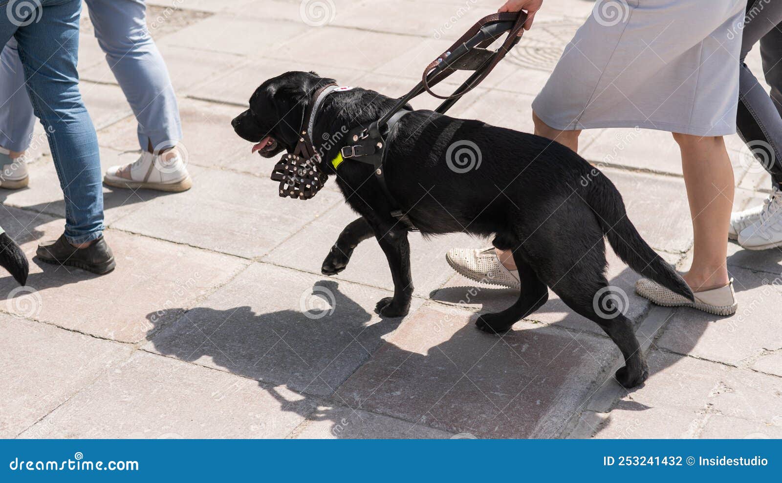 Black Labrador Working As a Guide Dog for a Blind Woman. Stock Photo ...