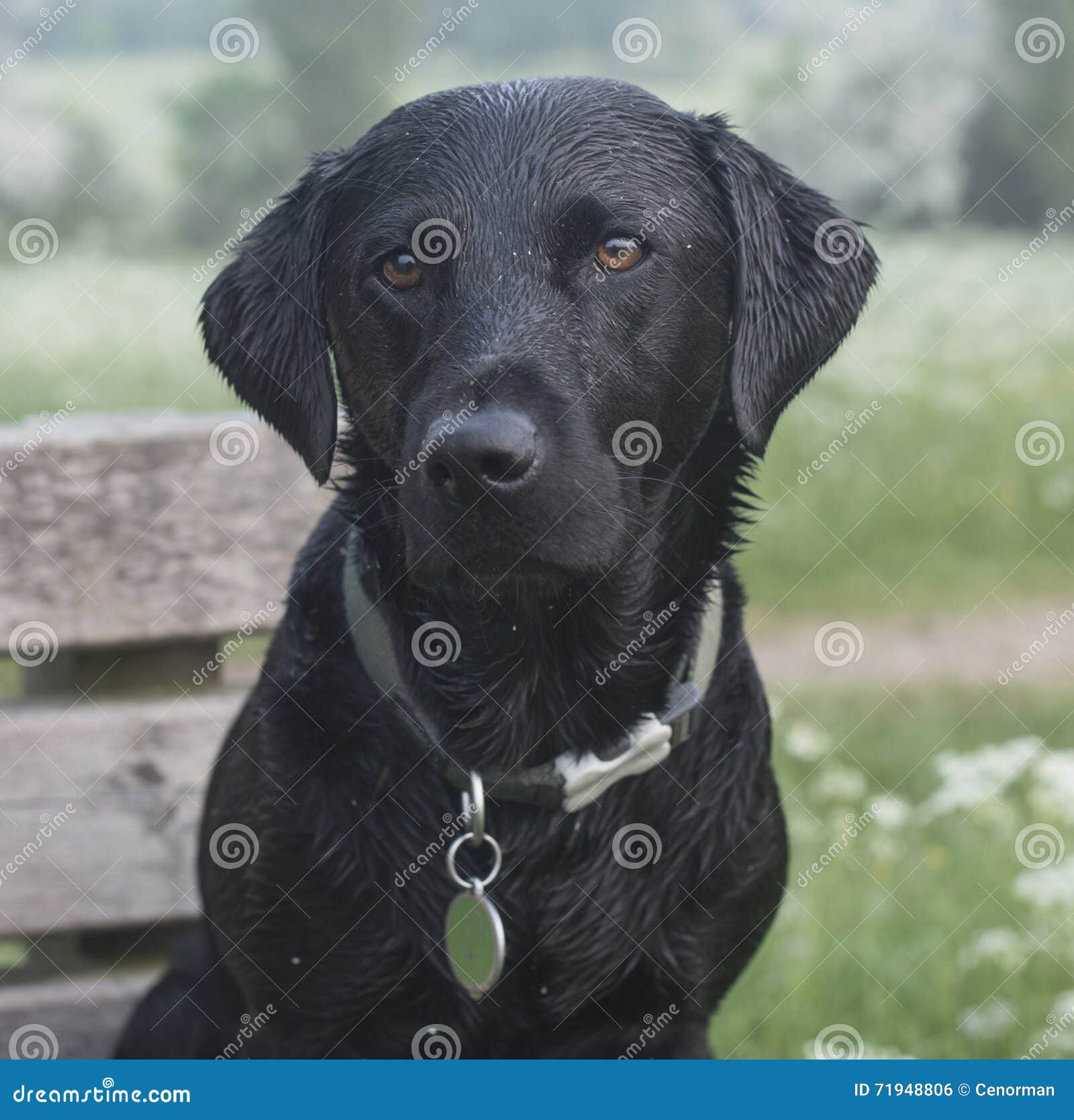 Black labrador stock photo. Image of cute, pretty, dogs - 71948806
