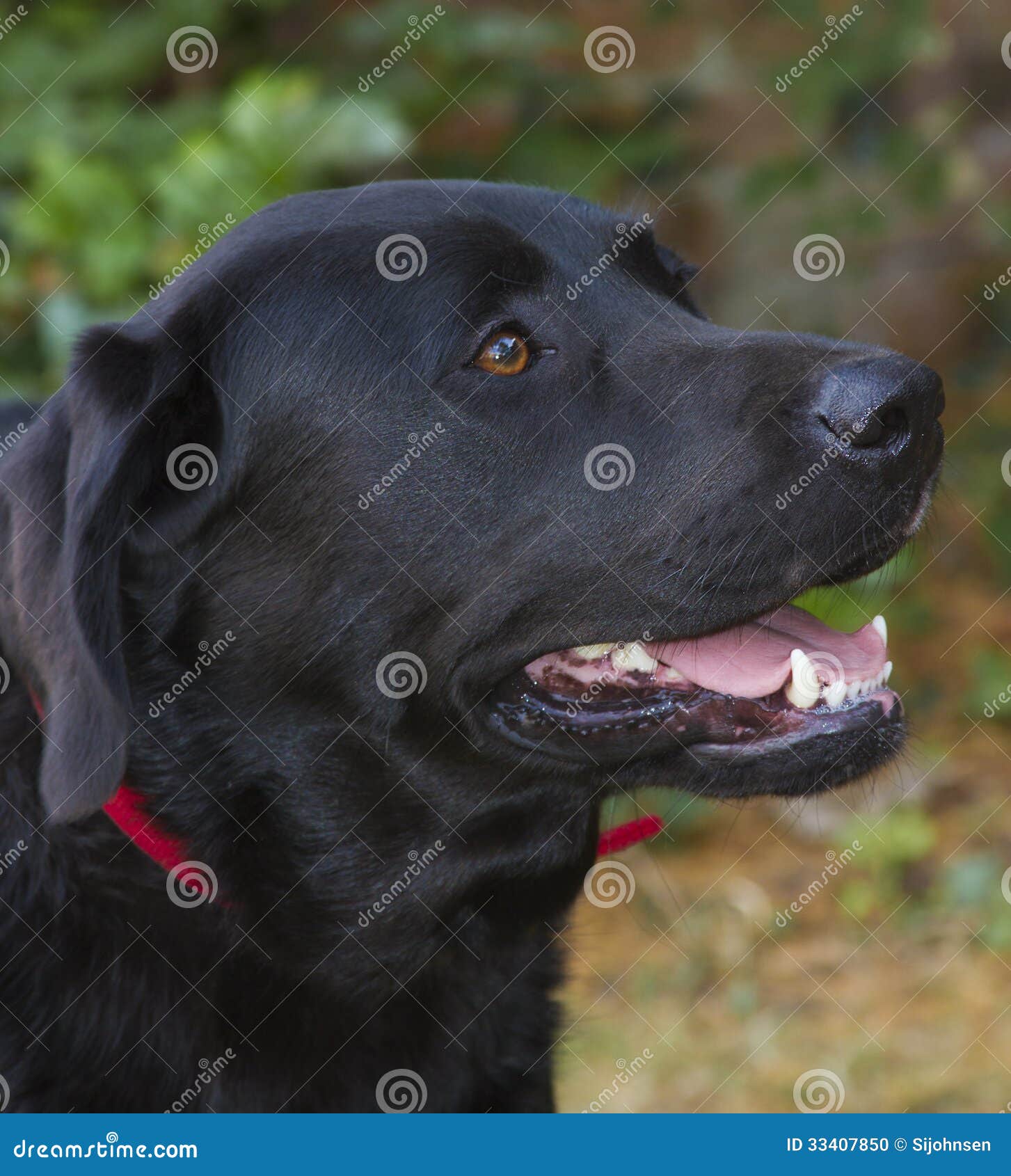 Black labradors head stock photo. Image of teeth, attention - 33407850