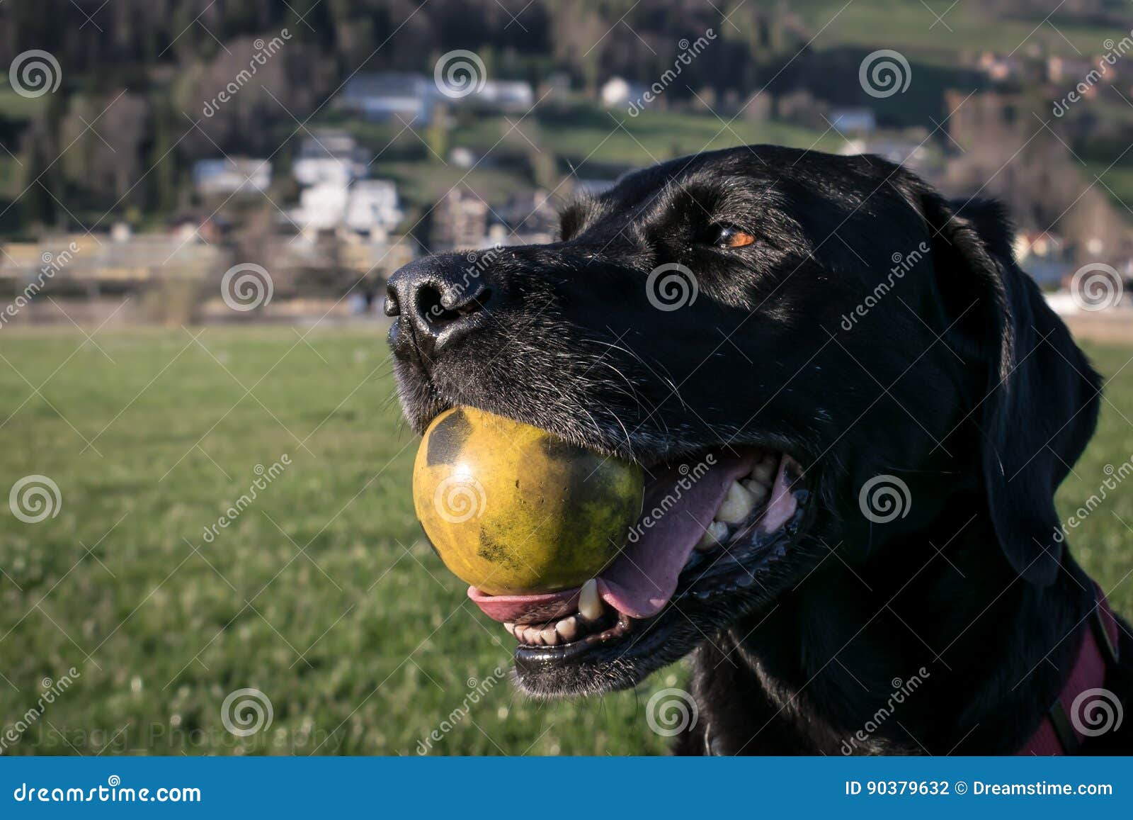 Black Labradors Sunset Gaze Stock Photo - Image of walkies, peaceful ...