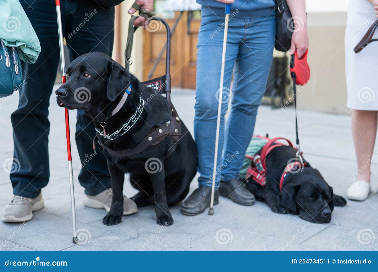 Black Labradors Work As Guide Dogs for Blind People. Stock Image ...