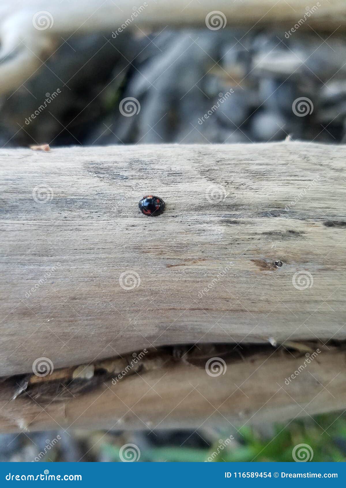 Black lady bug stock photo. Image of wood, black, orange - 116589454