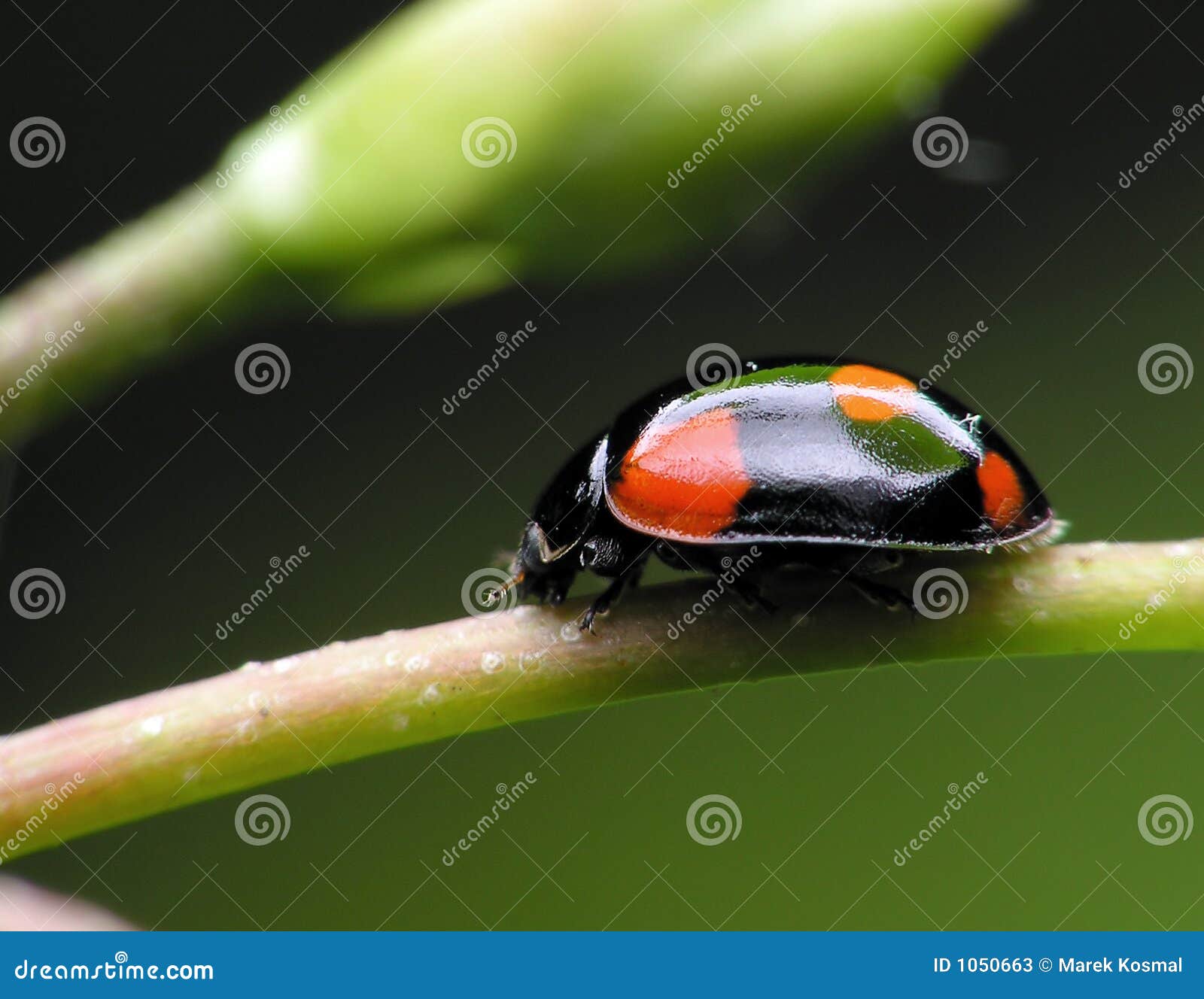 Black Ladybug . stock image. Image of macro, black, ladycow - 1050663