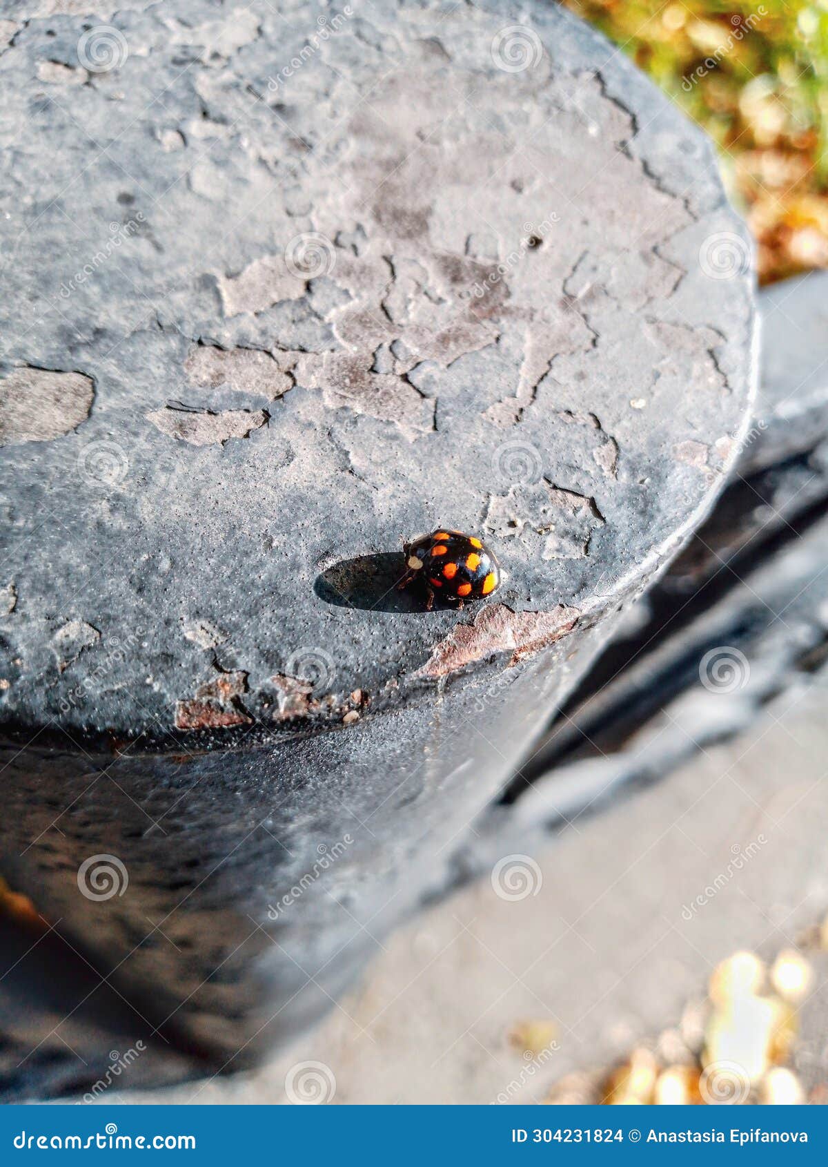 Black ladybug stock photo. Image of insects, last, bugs - 304231824