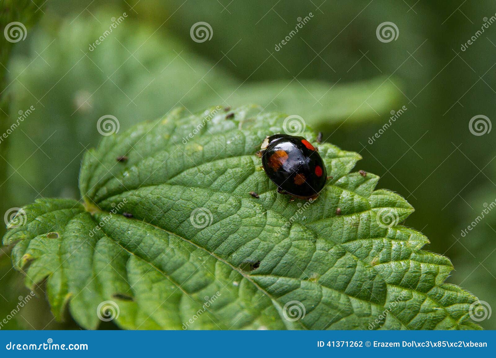 Black ladybug on a leaf stock photo. Image of macro, animals - 41371262