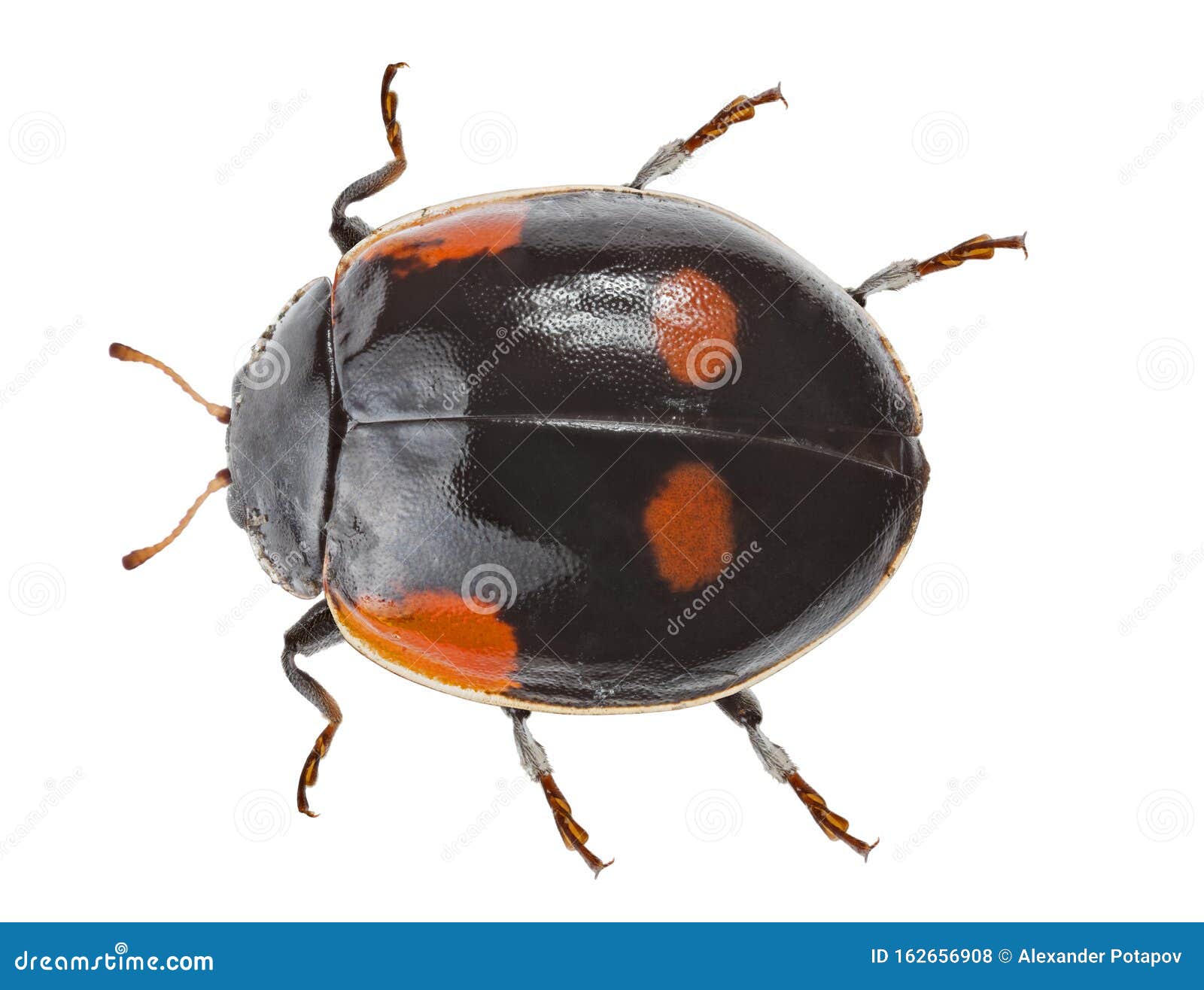Black Ladybug On A Leaf Stock Photography | CartoonDealer.com #41371262