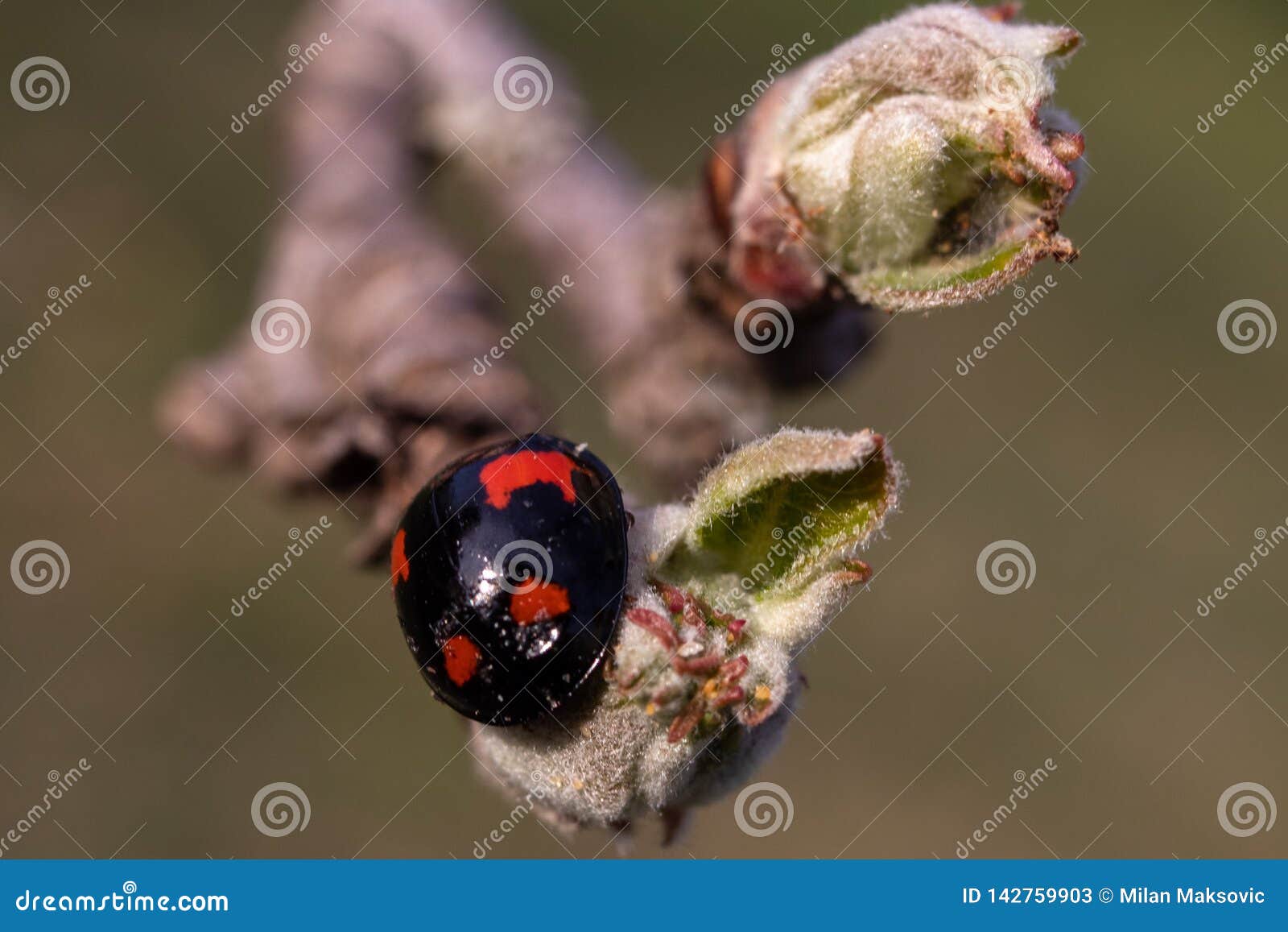 Black Ladybug with Red Details Stock Image - Image of nature, natural ...