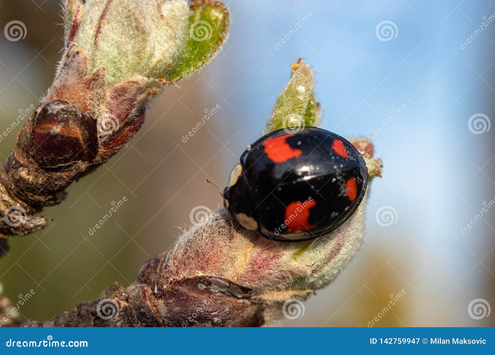 Black Ladybug with Red Details Stock Image - Image of beautiful, leaf ...