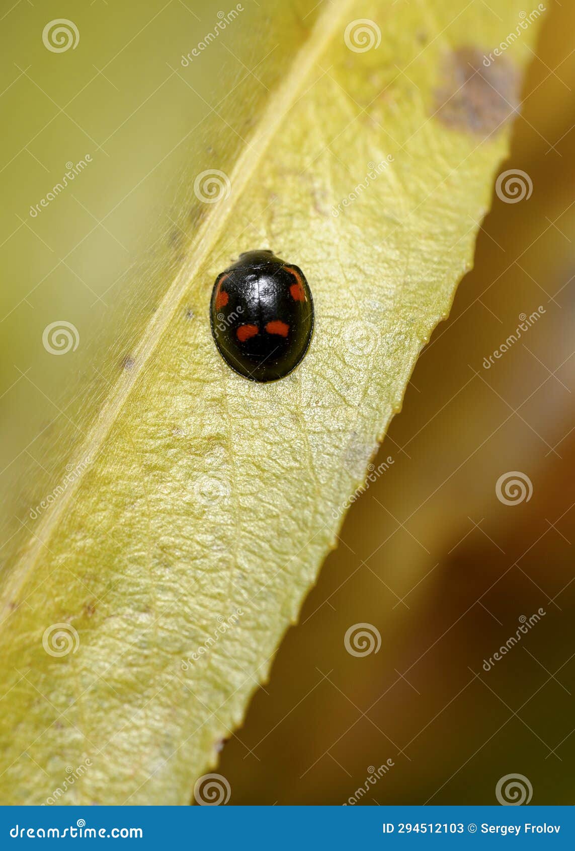 Black Ladybug with Red Spots on a Yellow Autumn Leaf on a Burgundy ...