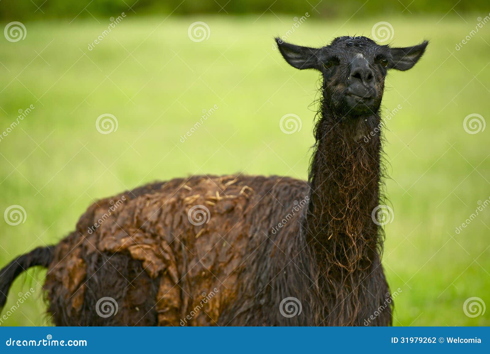 Black Lama stock photo. Image of pasture, farmland, grassland - 31979262