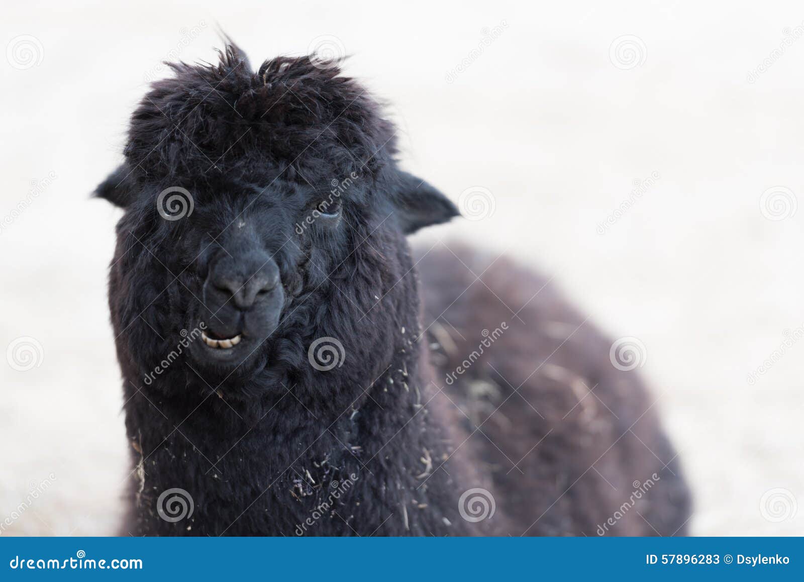 Black lama stock image. Image of south, isolated, lama - 57896283