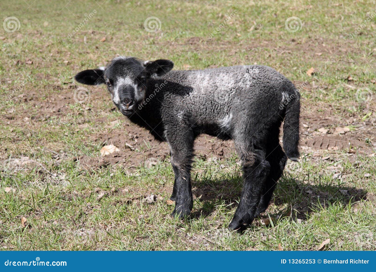 Black lamb stock image. Image of livestock, sheep, newborn - 13265253