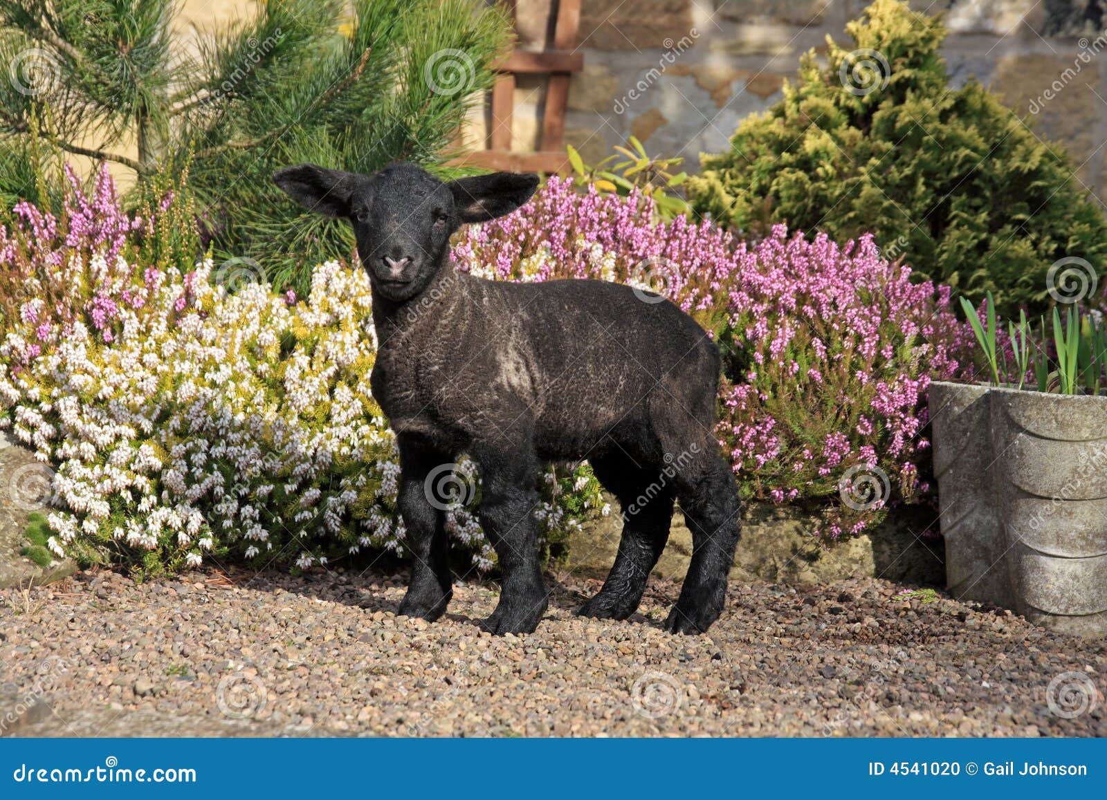 Black Lamb stock photo. Image of garden, white, purple - 4541020