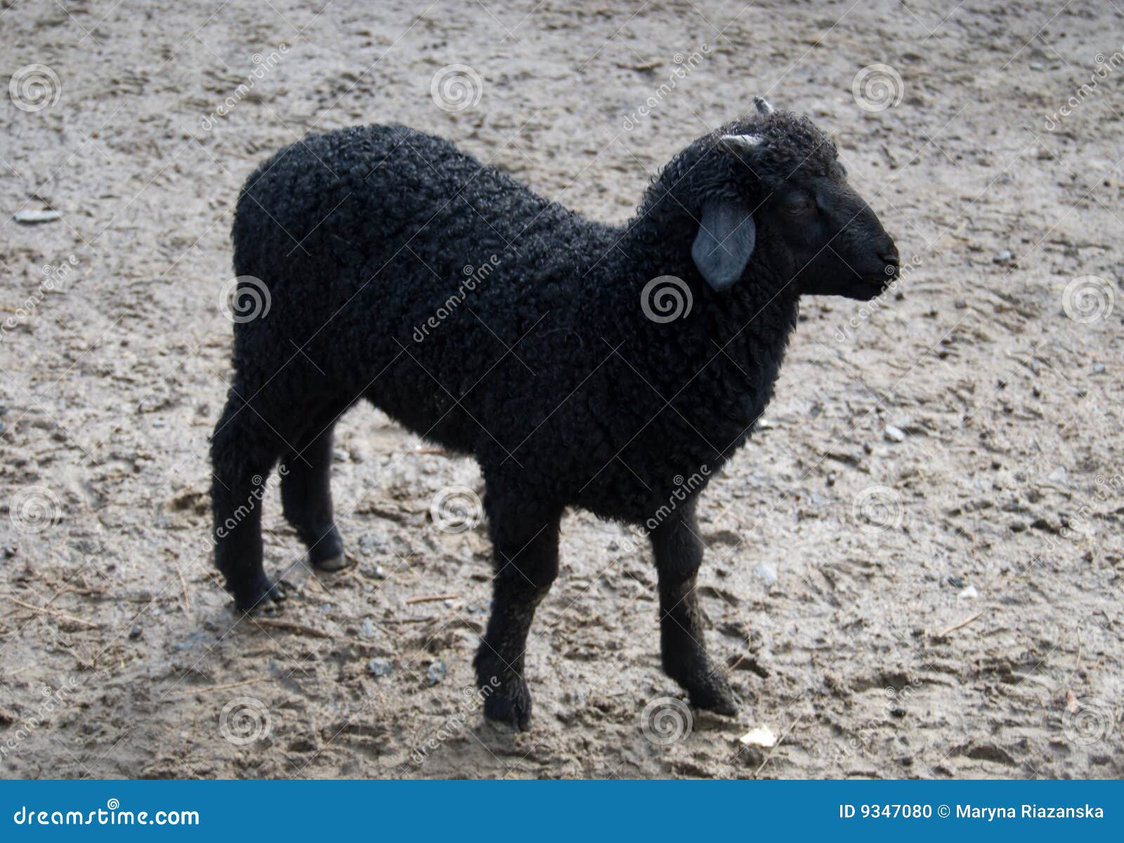 Black lamb stock photo. Image of nature, sheep, child - 9347080