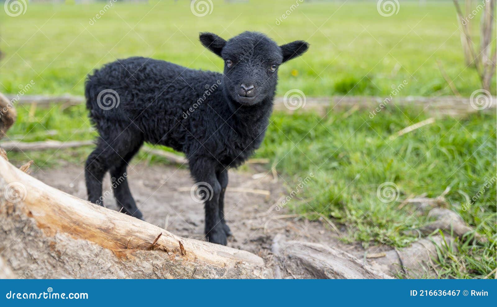 Black Lamb Facing the Camera Stock Image - Image of lamb, bloom: 216636467