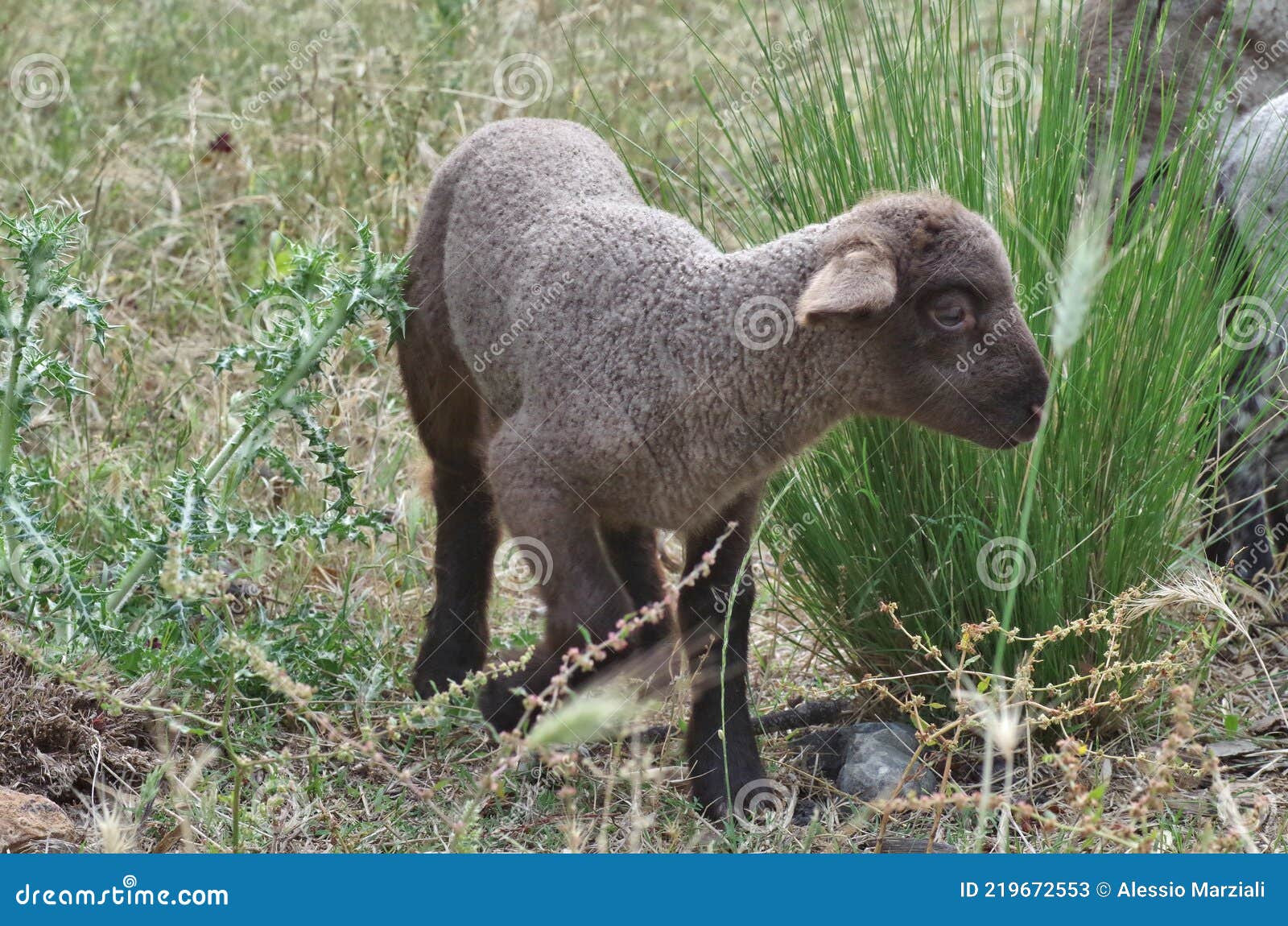 A black lamb front view stock image. Image of baby, pasture - 219672553