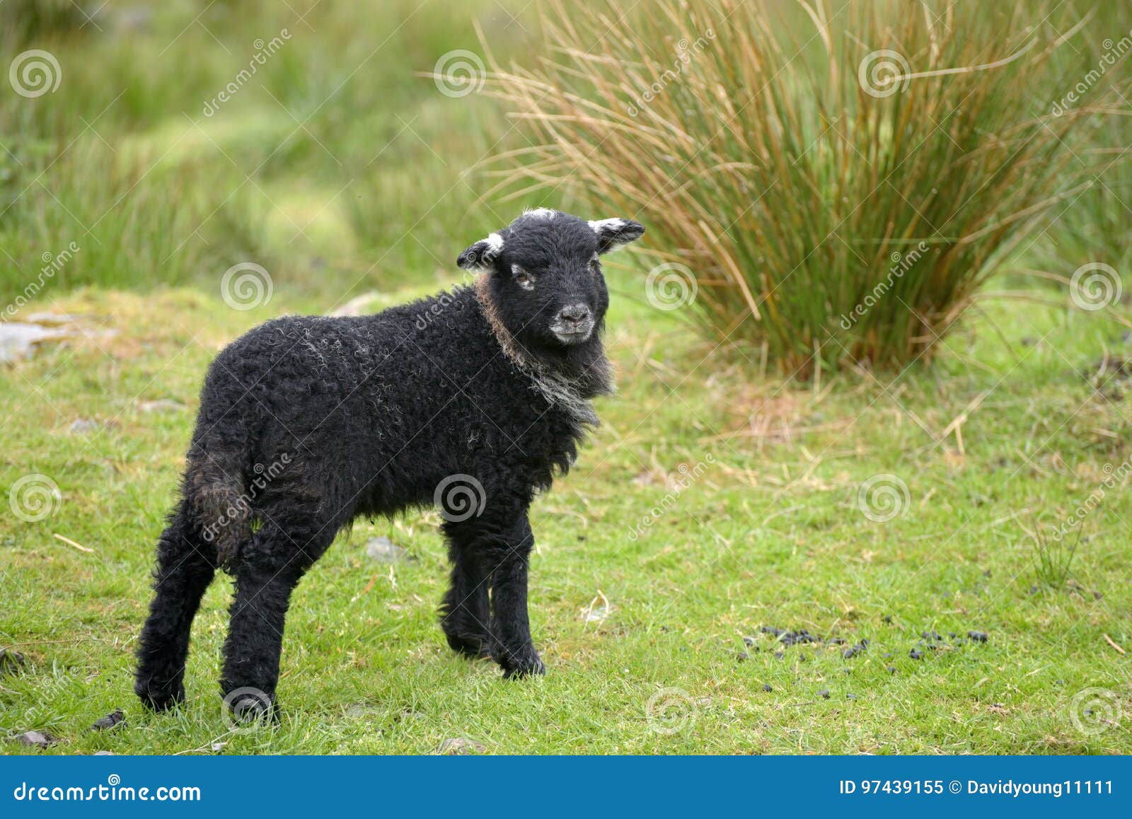 Black Lamb in Great Langdale Stock Image - Image of cute, animal: 97439155