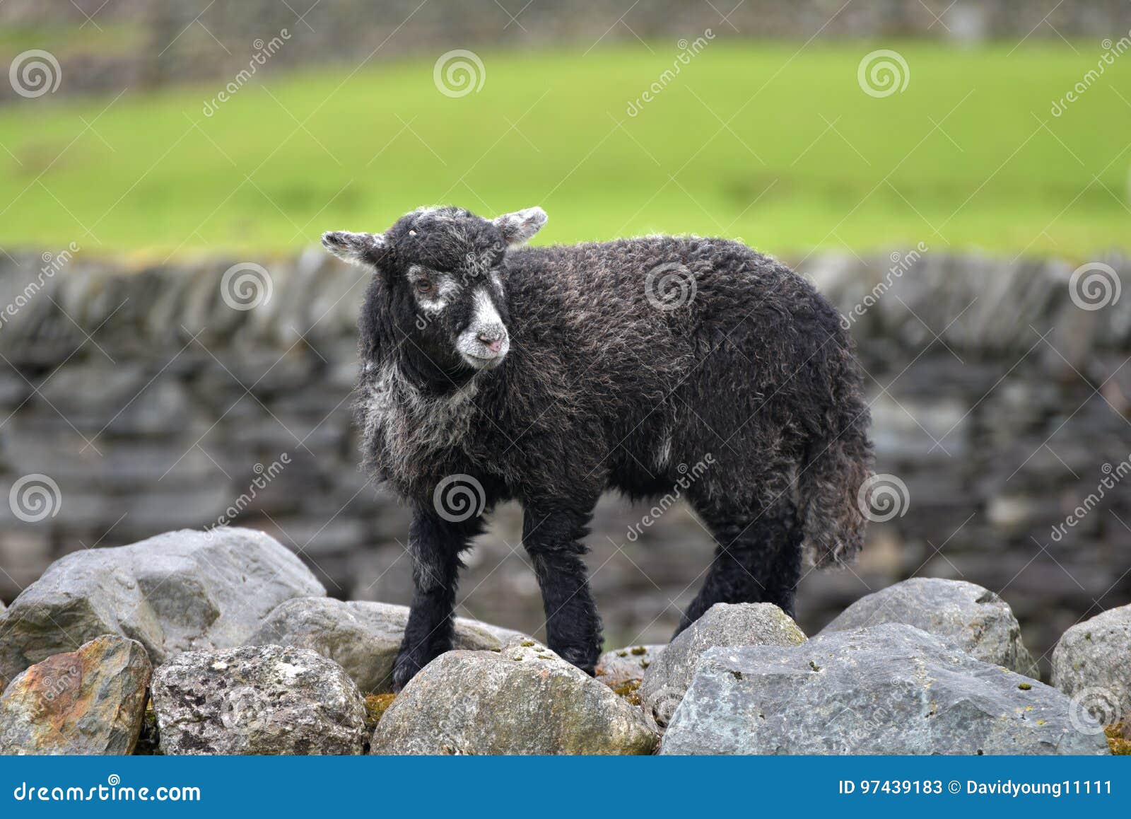 Black Lamb in Great Langdale Stock Image - Image of lamb, cumbria: 97439183
